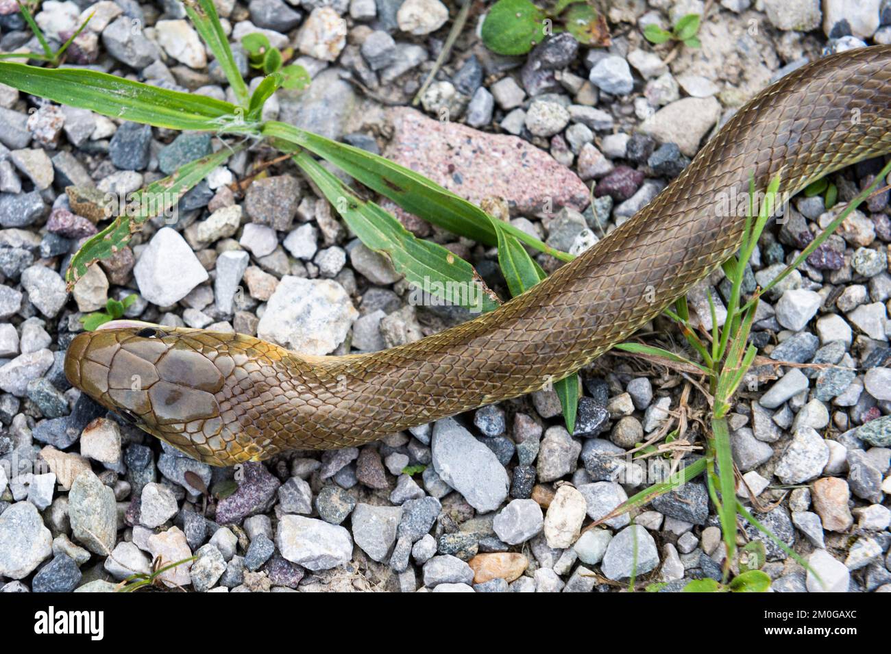 Aesculapian snakes hi-res stock photography and images - Alamy