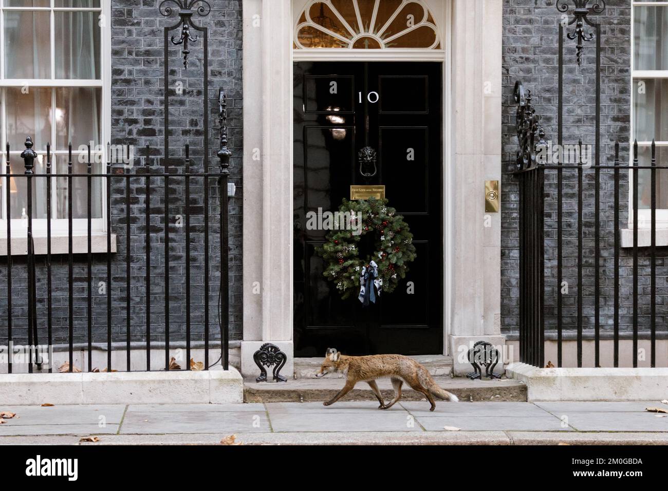 Number 10 Downing Street, London, UK. 6th December 2022. Urban Fox ...