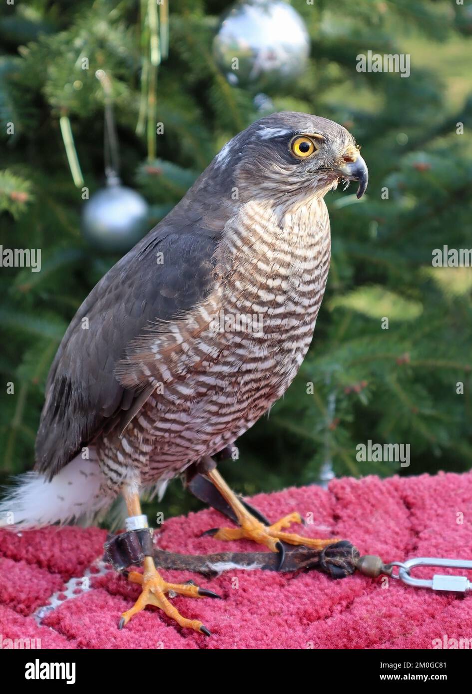 Carvallo in front of a christmas tree outdoor Stock Photo - Alamy