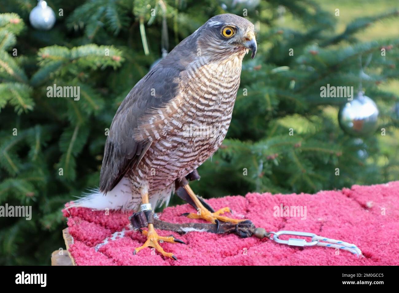 Carvallo hi-res stock photography and images - Alamy
