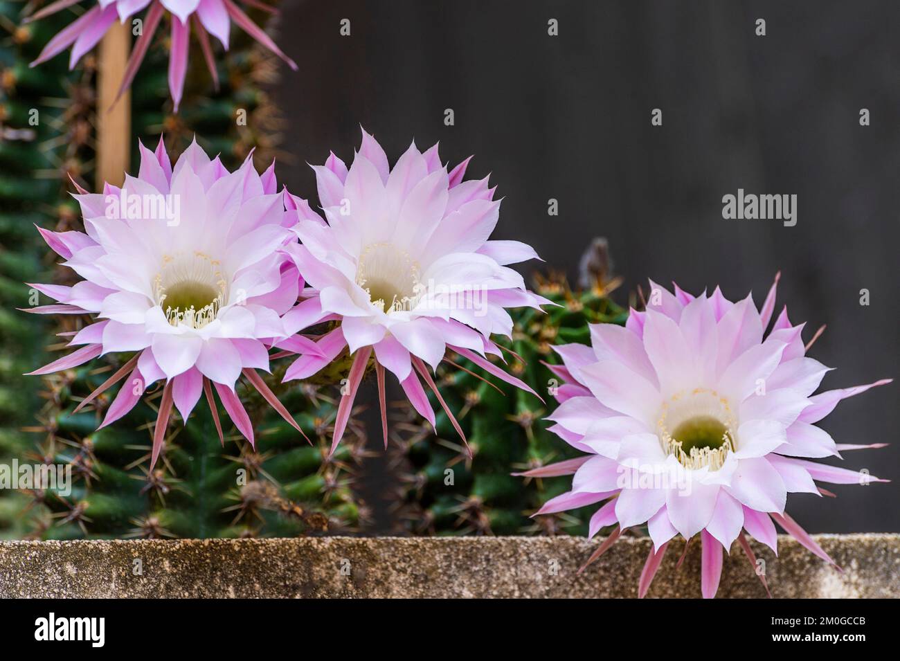 Echinopsis tubiflora hi-res stock photography and images - Alamy