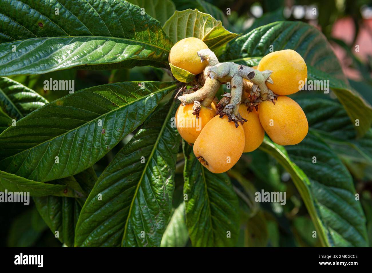 Loquat fruits hi-res stock photography and images - Alamy