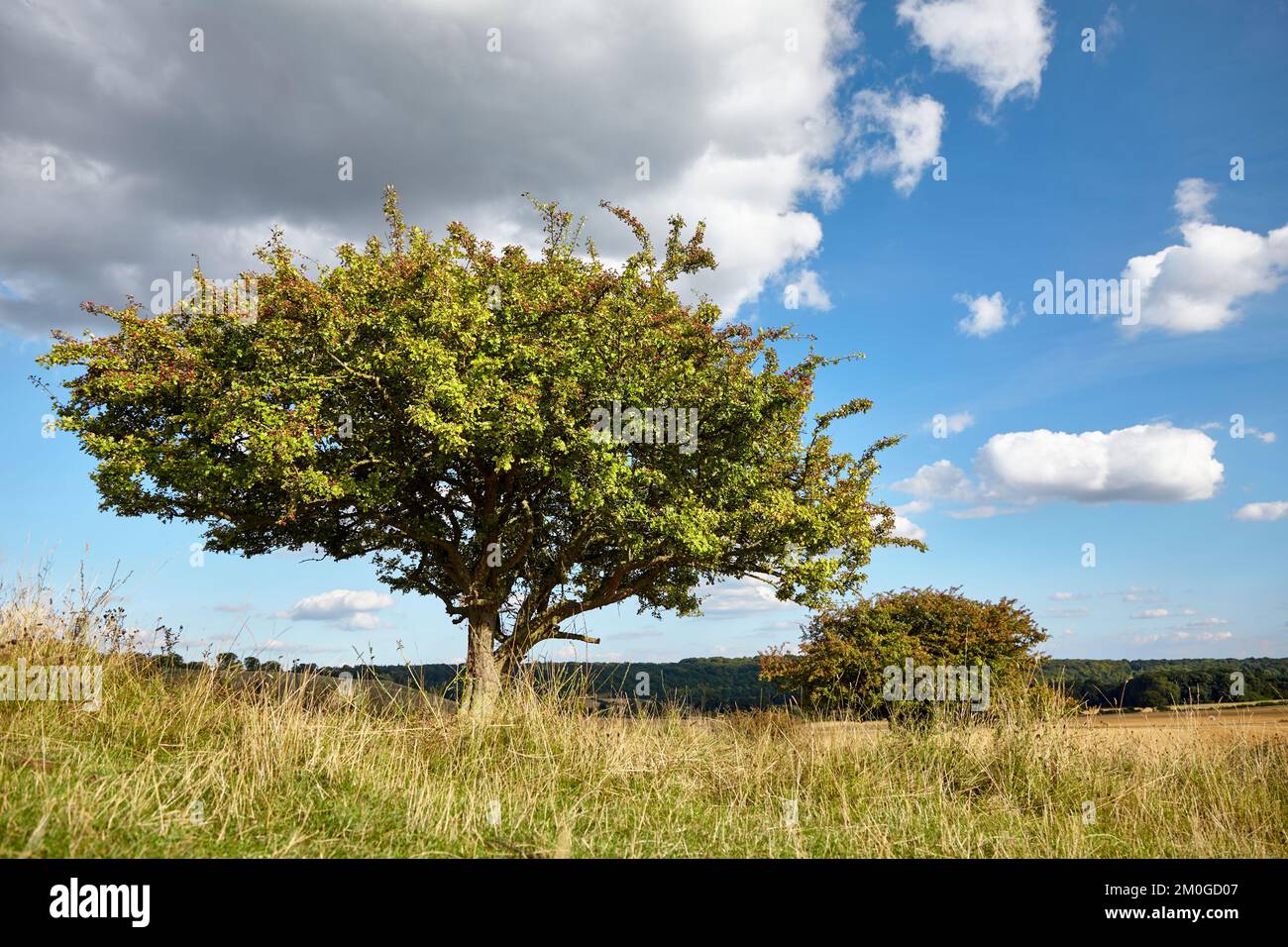 Ashridge Estate, Hertfordshire, UK Stock Photo - Alamy