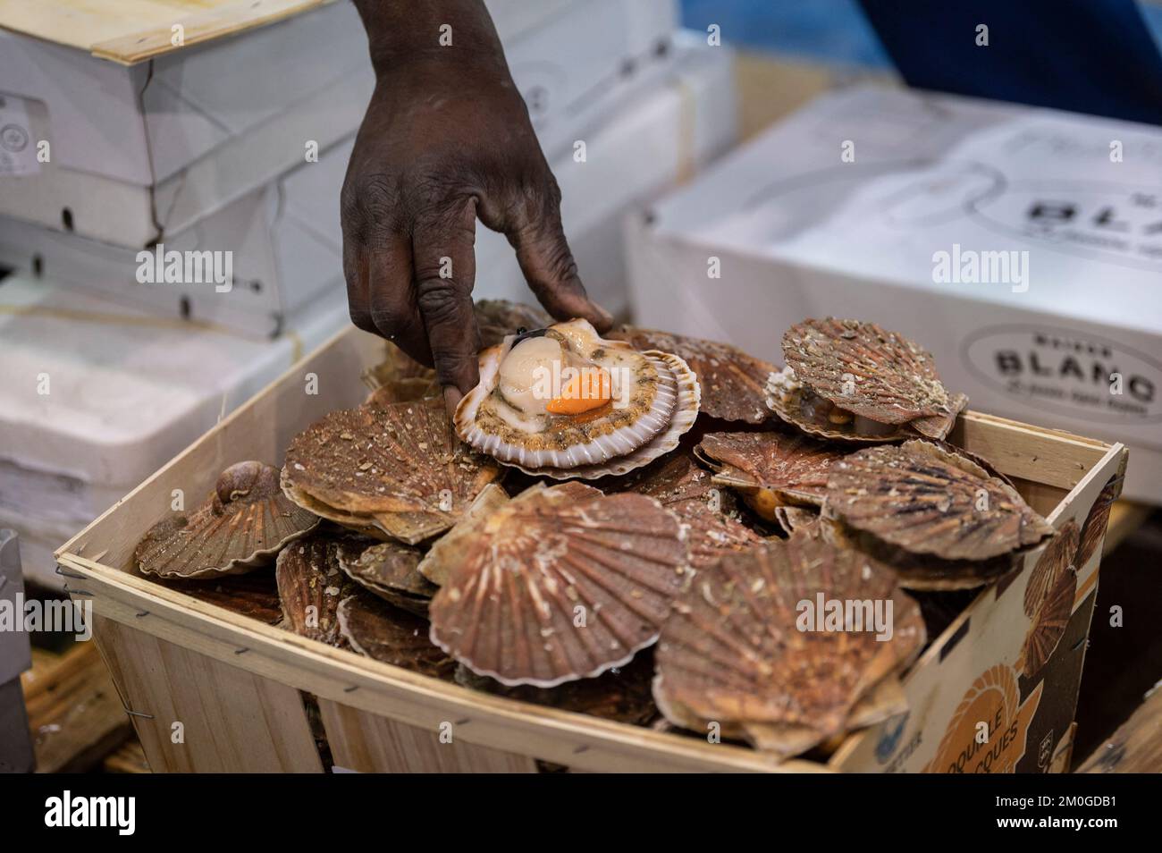 Scallops are displayed at the fish pavilion in the Rungis International ...