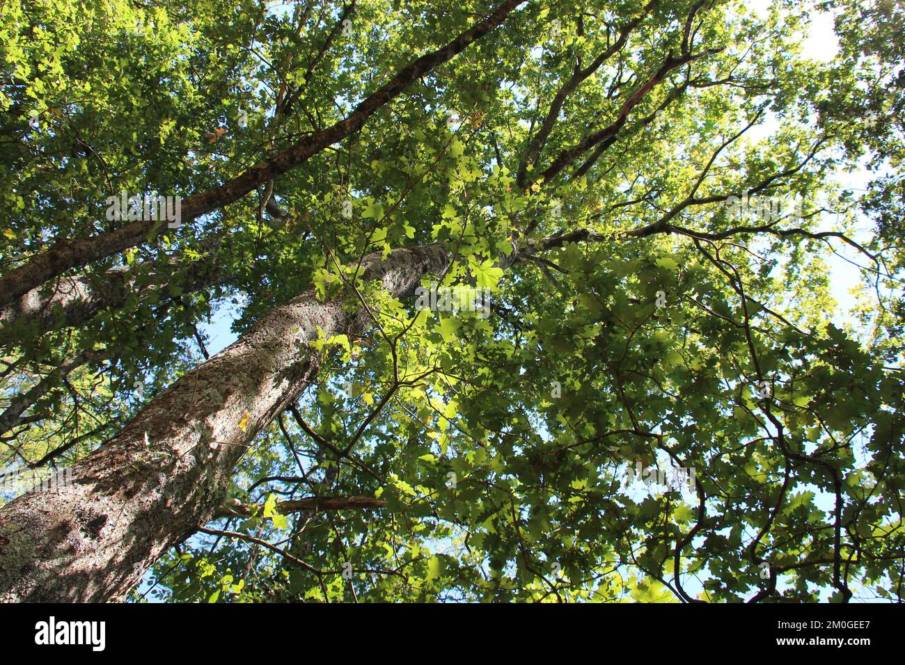 tree (oak ?) in blain in france Stock Photo - Alamy