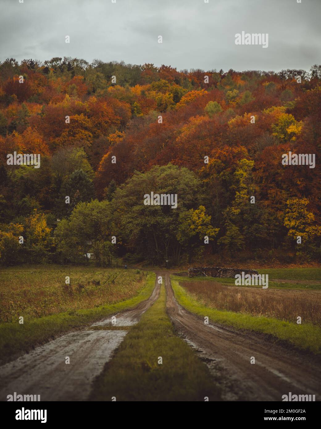 Curved path surrounded by trees hi-res stock photography and images - Alamy