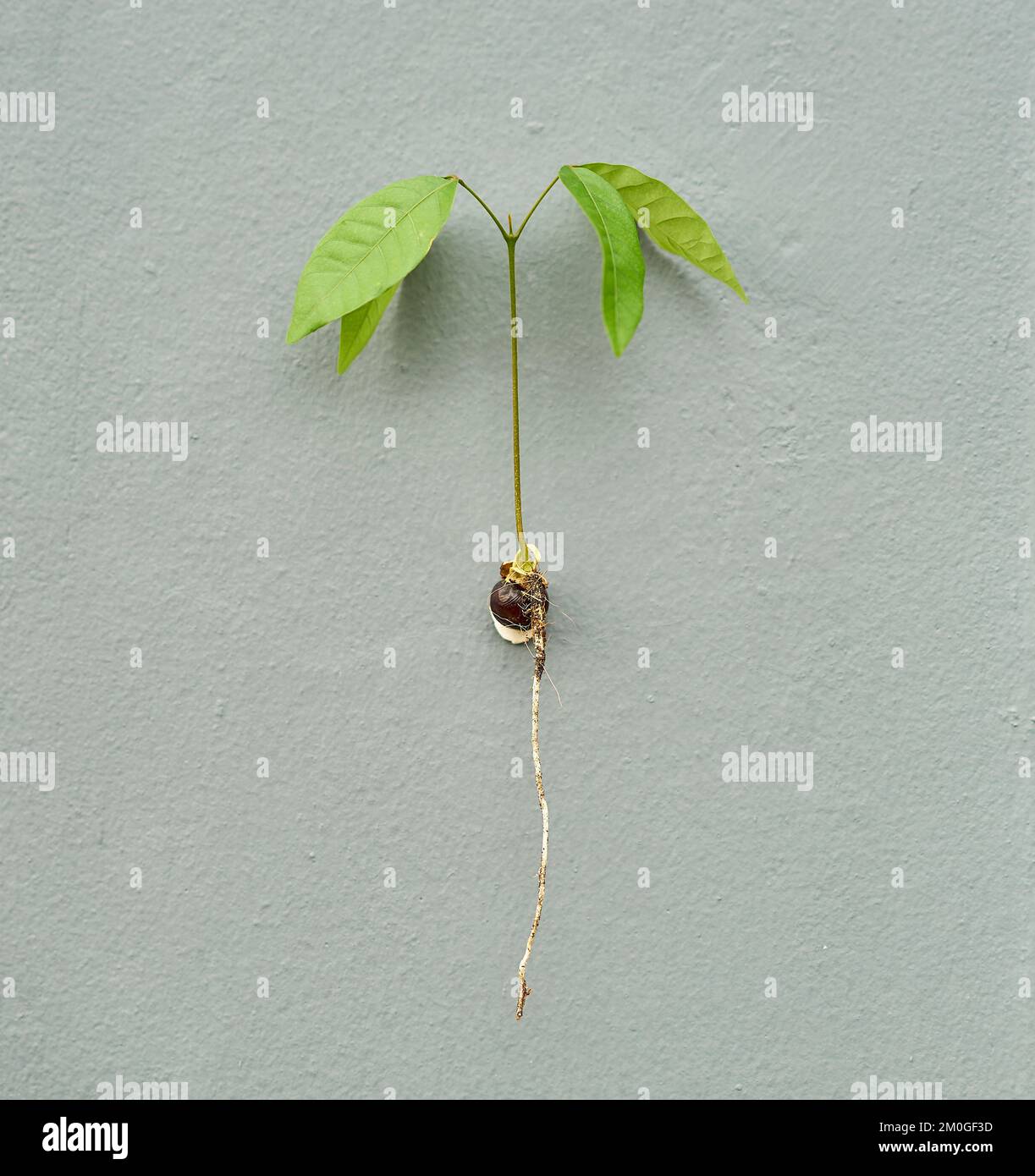 A cross section view of a sprouting seedling Stock Photo - Alamy