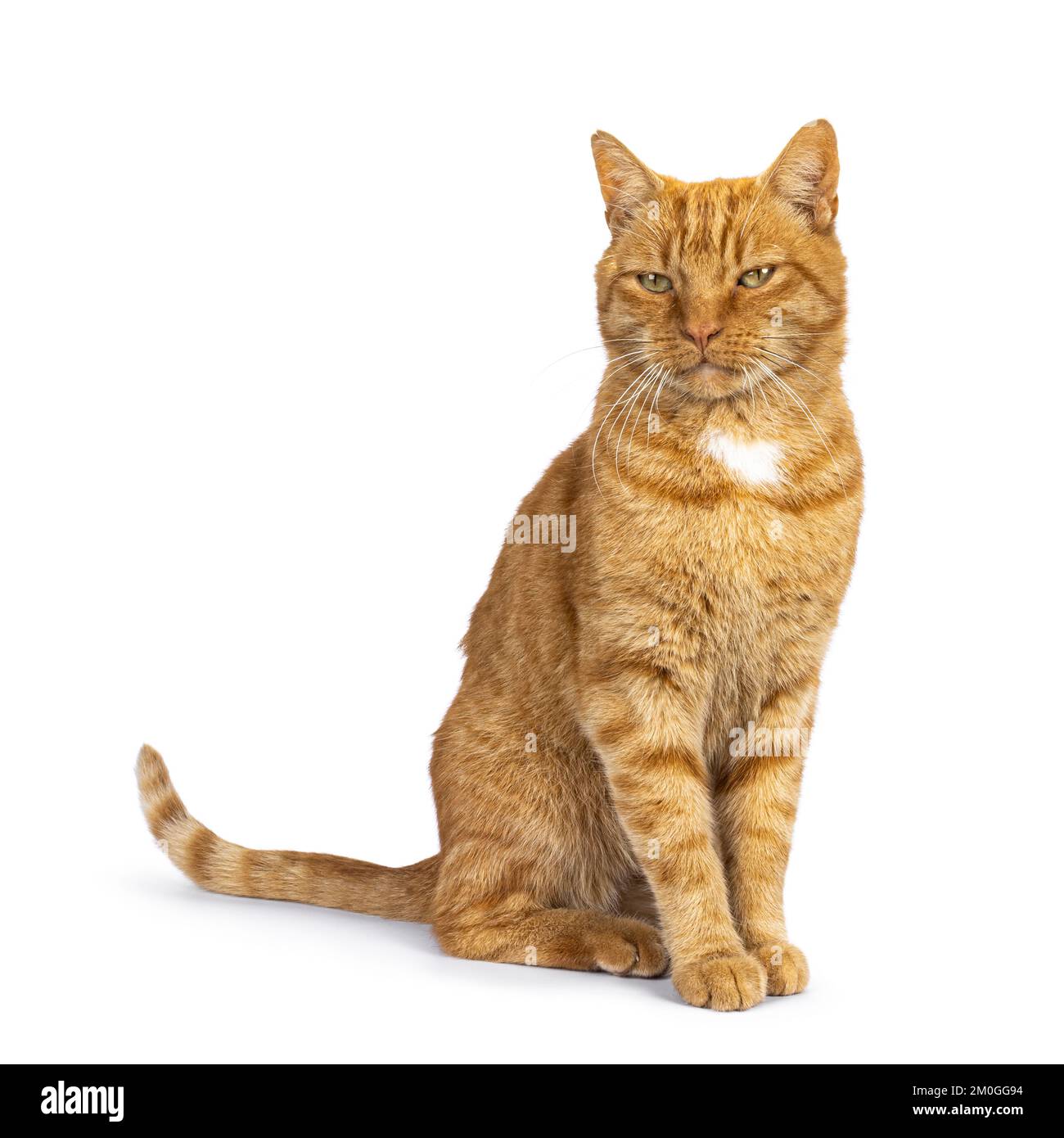 Cool male ginger senior house cat, sitting up. Looking towards camera ...