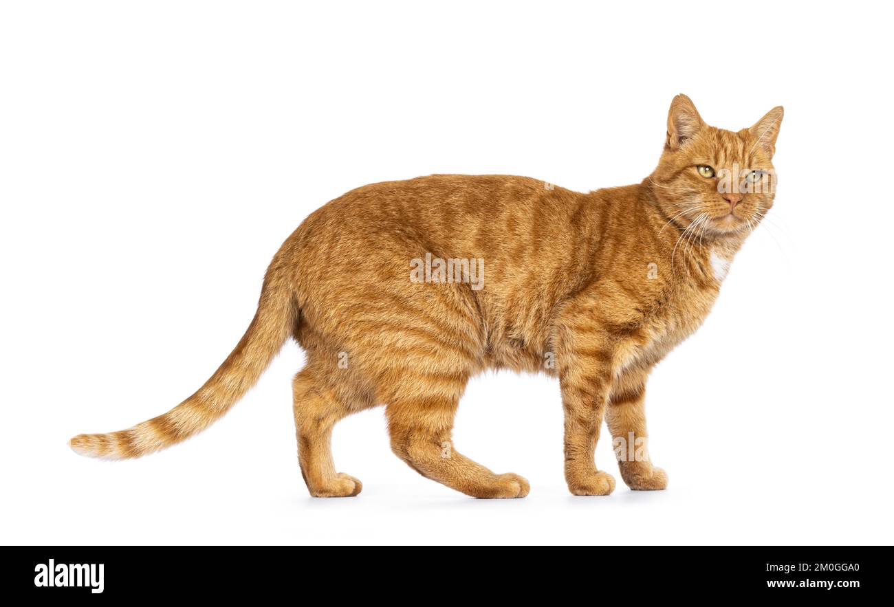 Cool male ginger senior house cat, standing side ways. Looking away ...