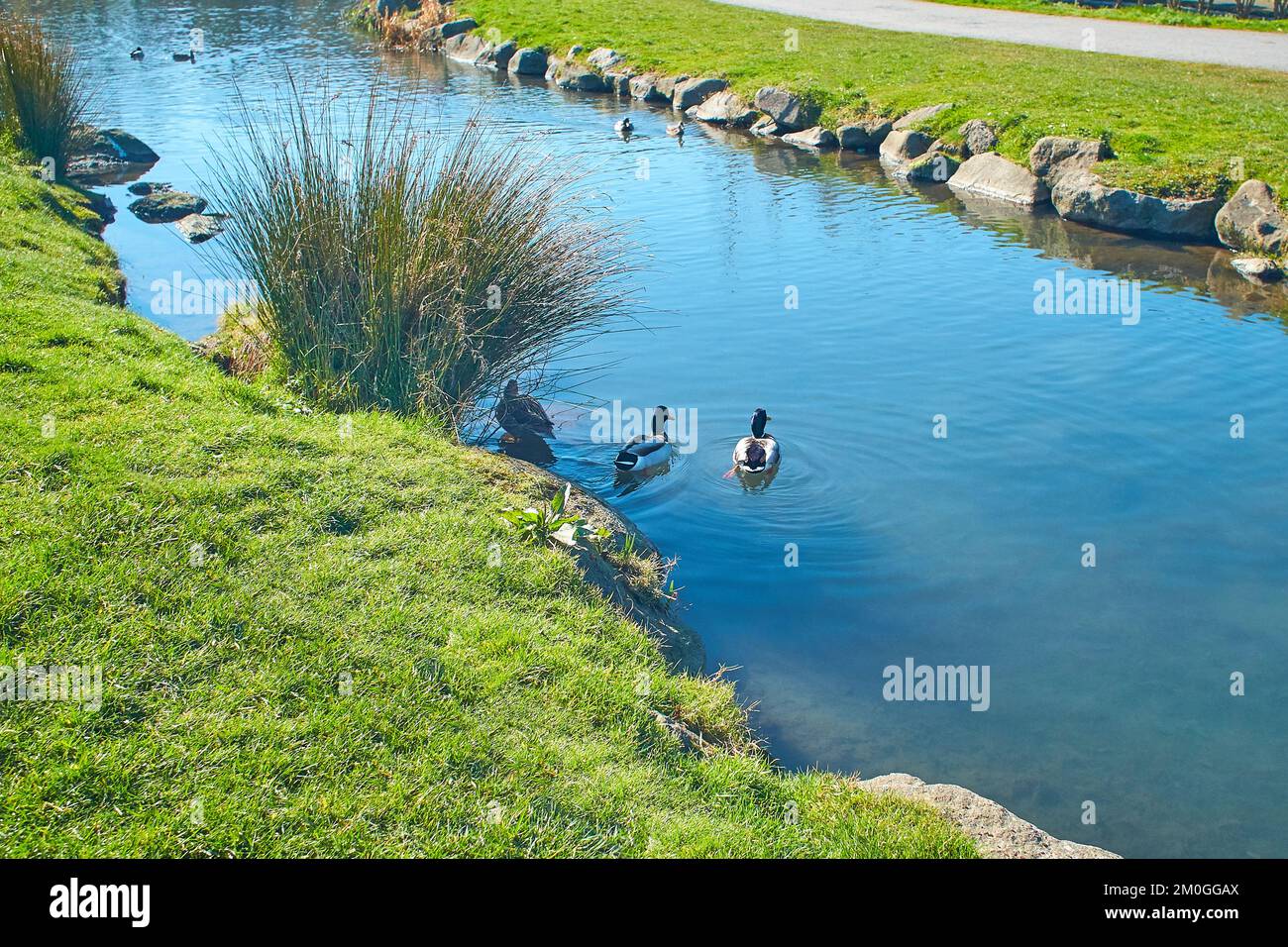 Duck coupling hi-res stock photography and images - Alamy