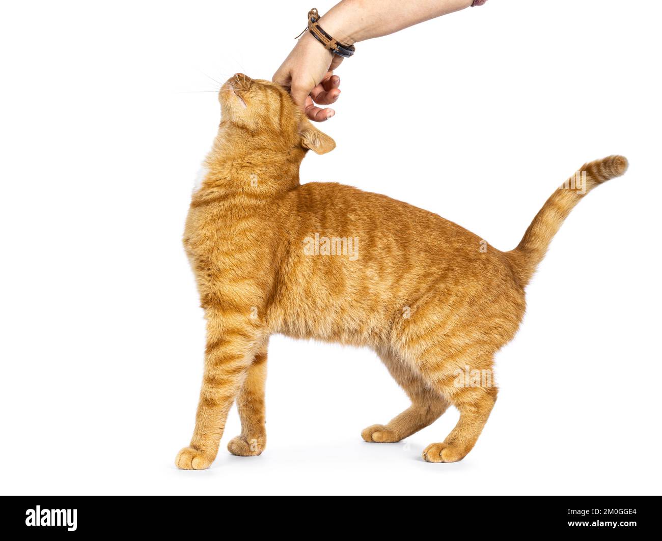 Cool male ginger senior house cat, standing side ways while being ...