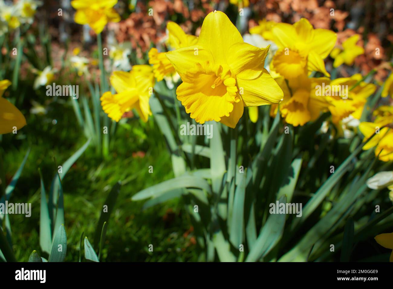 Vivid white, yellow tulips with variegated leaves bloom in a garden in ...