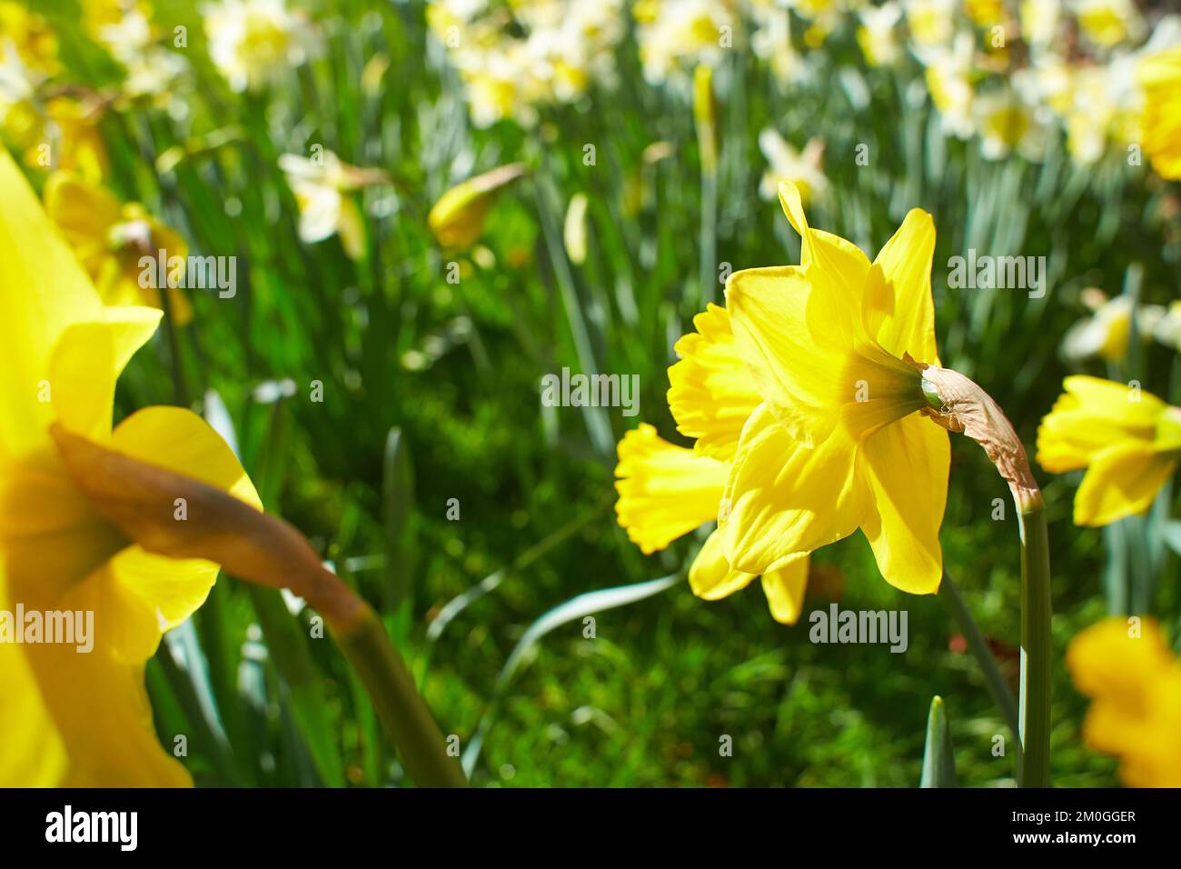 Vivid white, yellow tulips with variegated leaves bloom in a garden in ...