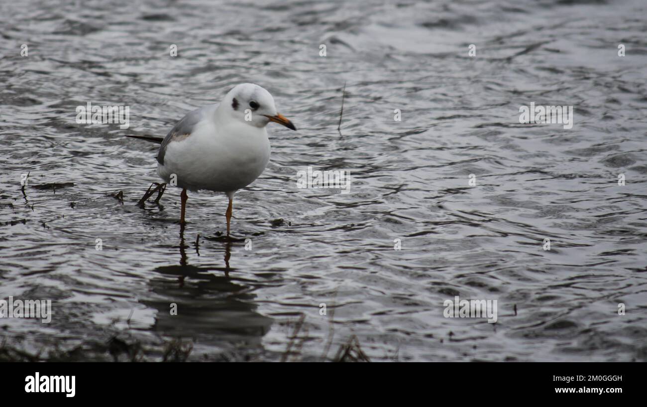 Danube river delta in winter. A view of a river gull on the frozen ...