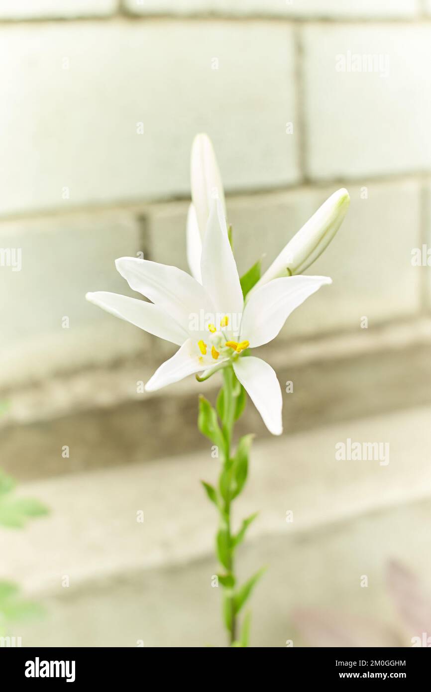 Selective focus on flower hi-res stock photography and images - Alamy