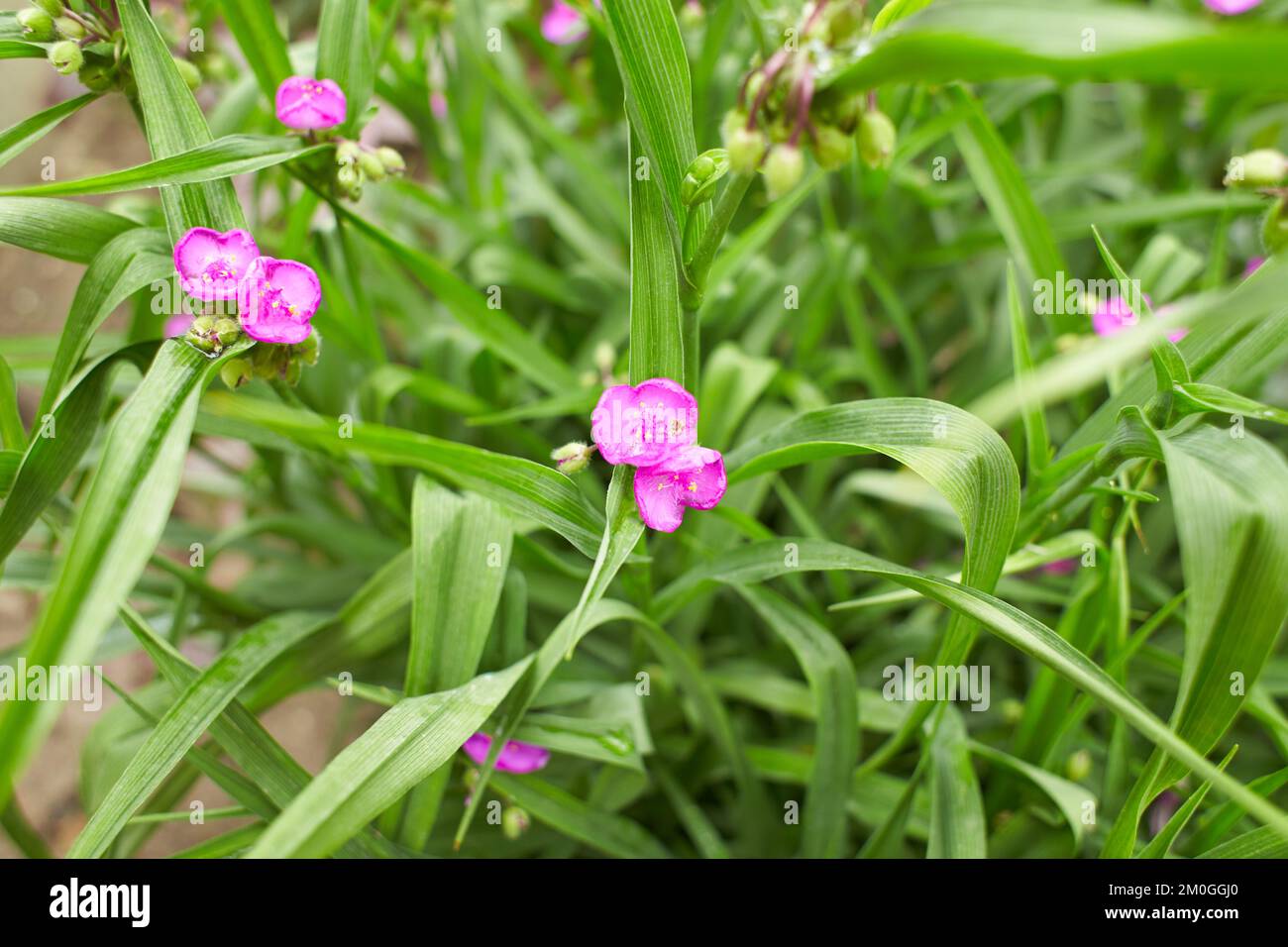 Close up of many small blue flower and green leaves of Tradescantia ...