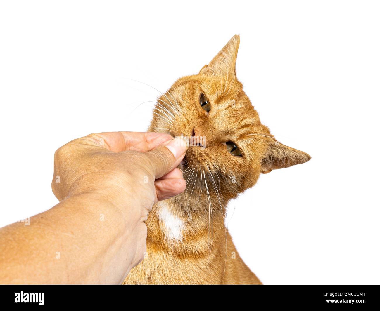 Head shot of male ginger senior house cat, sitting up facing front ...