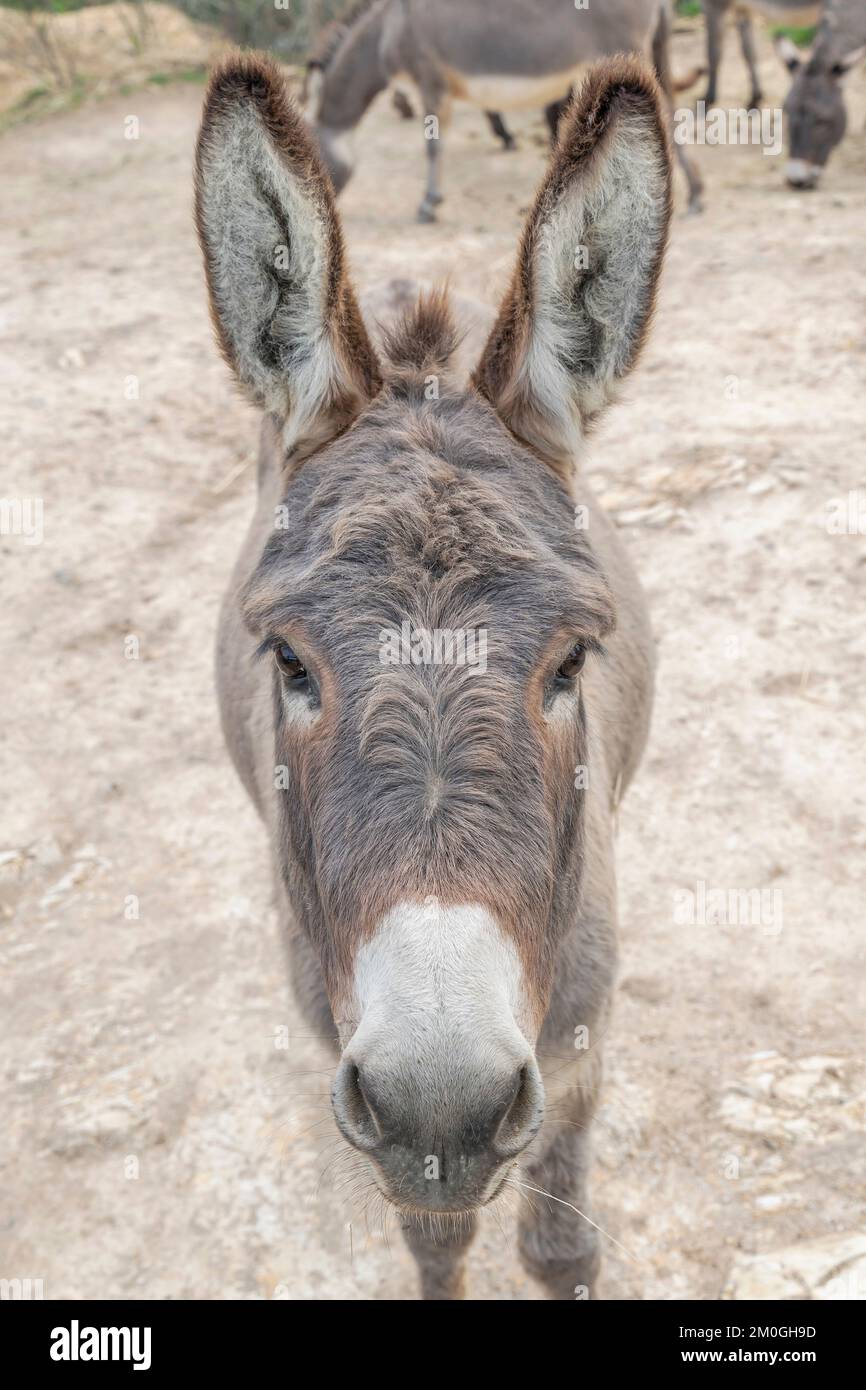 Close up portrait of a donkey staring at the camera intrigued Stock ...