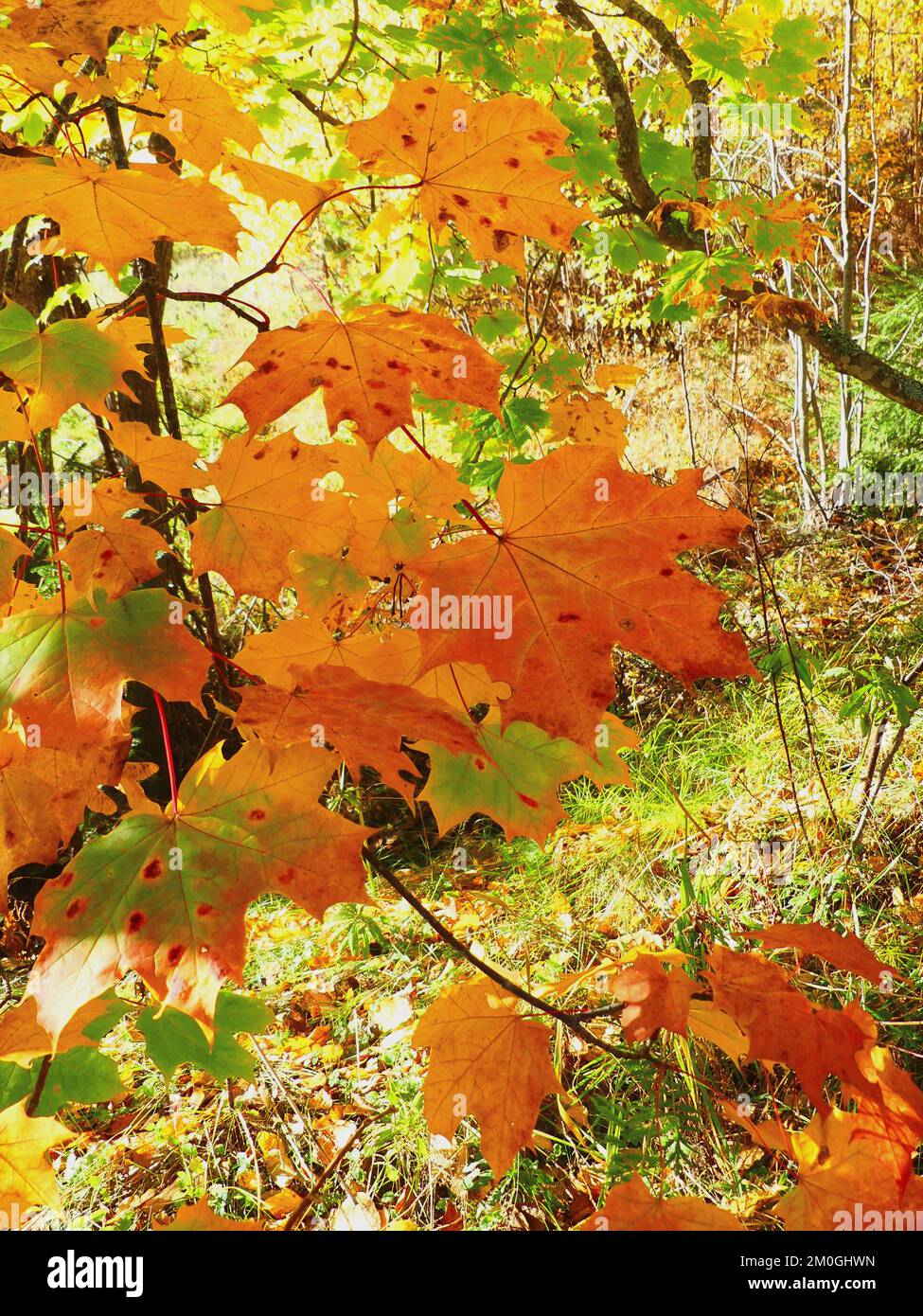 Maple leaves in autumn color Stock Photo - Alamy