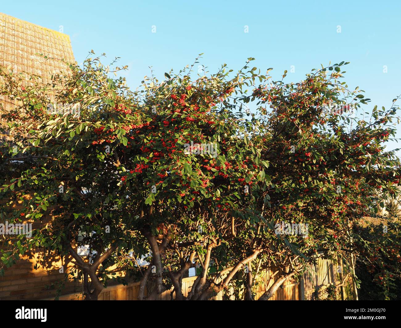 Sheerness, Kent, UK. 6th Dec, 2022. UK Weather: some believe Nature ...