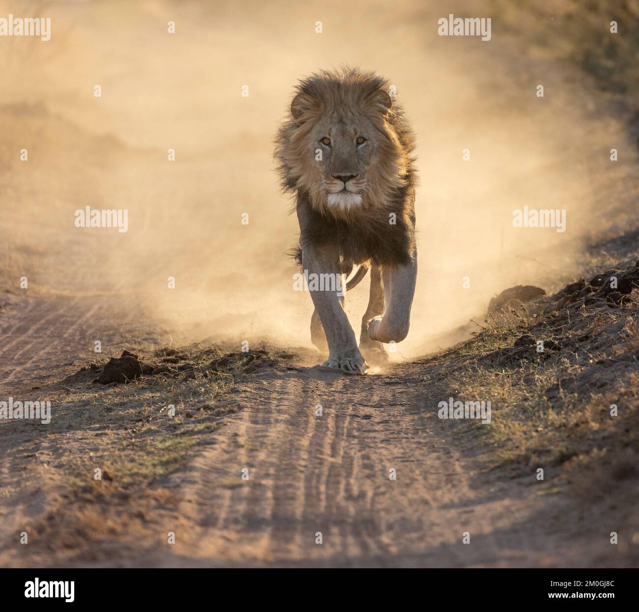 How Fast Can A Male Lion Run