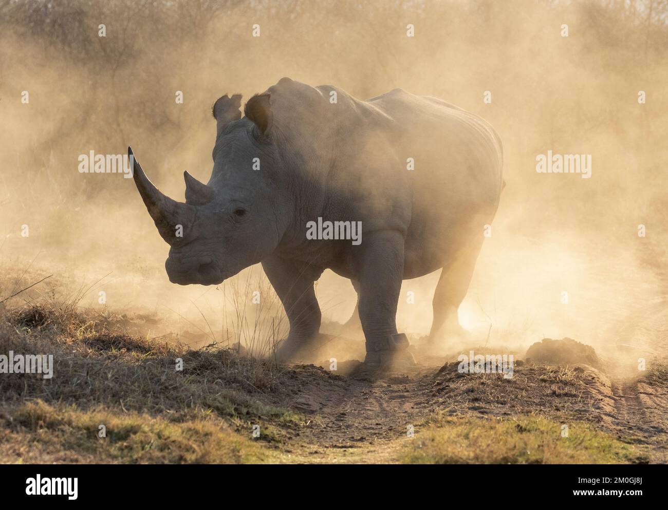 A strong and big rhino in the middle of a dusty field Stock Photo - Alamy
