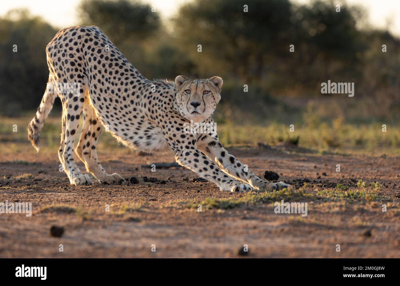 Cheetah stretching hi-res stock photography and images - Alamy