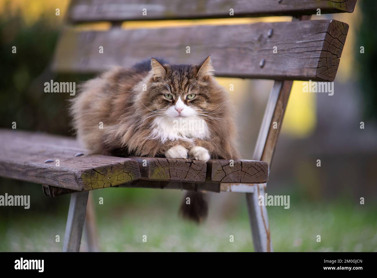 furry cat lying on a park bench Stock Photo - Alamy