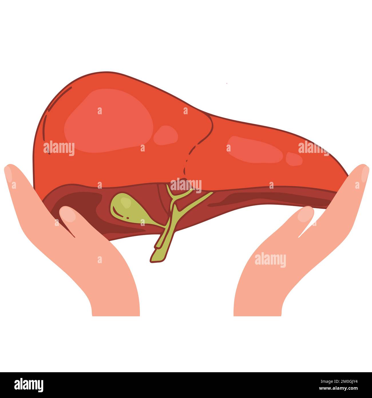 Realistic liver anatomy structure. Vector hepatic system organ ...