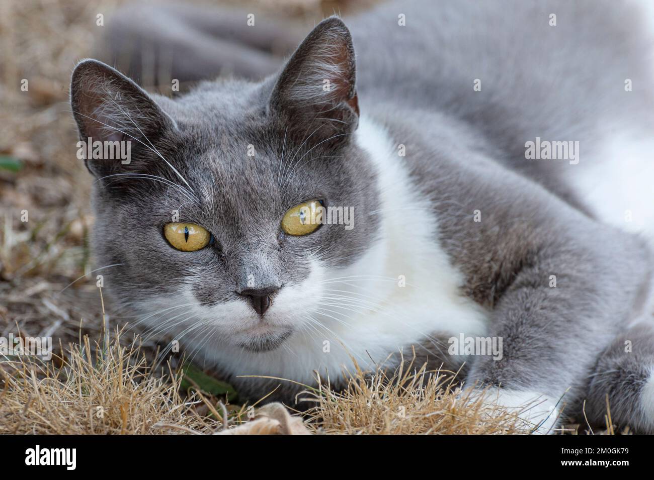cat, polcenigo, italy Stock Photo - Alamy
