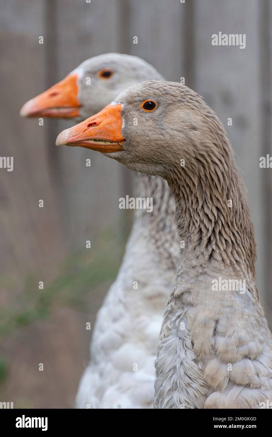 Domestiche hi-res stock photography and images - Alamy