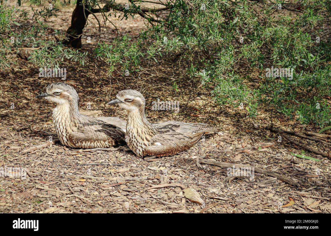 two young birds Bush Stone-Curlew sitting together in bushland Stock ...