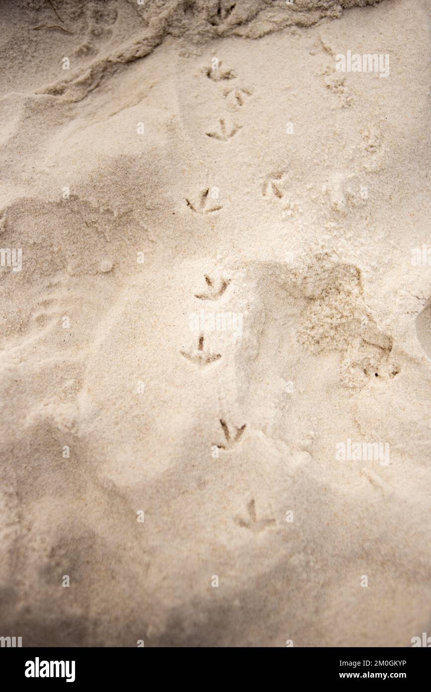 A vertical shot of bird footprints on sand Stock Photo - Alamy