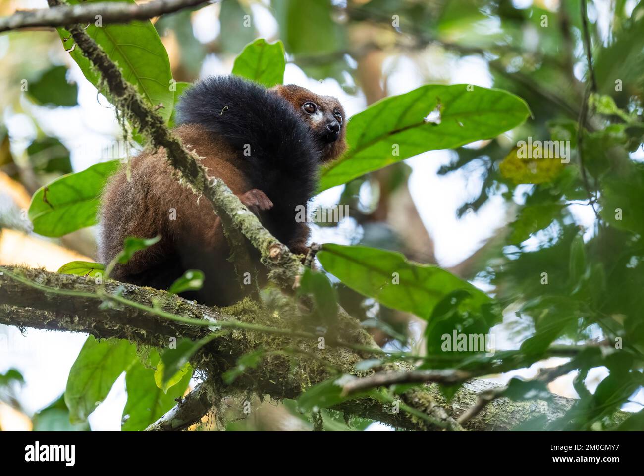 Red-bellied Lemur - Eulemur rubriventer, rain forest Madagascar east ...