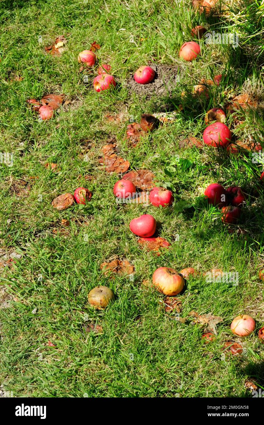 Wind fall apples rotting on the ground - John Gollop Stock Photo - Alamy