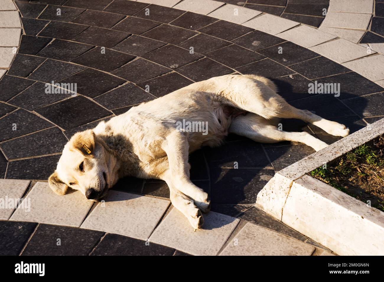a mongrel dog lying on the street Stock Photo - Alamy