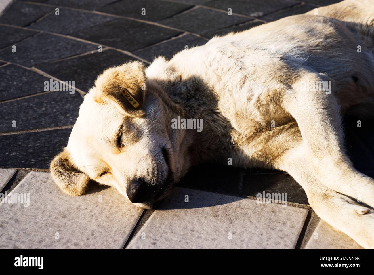 a mongrel dog lying on the street Stock Photo - Alamy