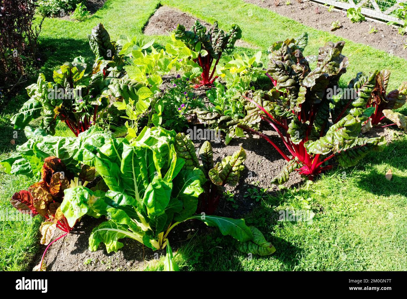 Vegetable garden swiss chard hi-res stock photography and images - Alamy
