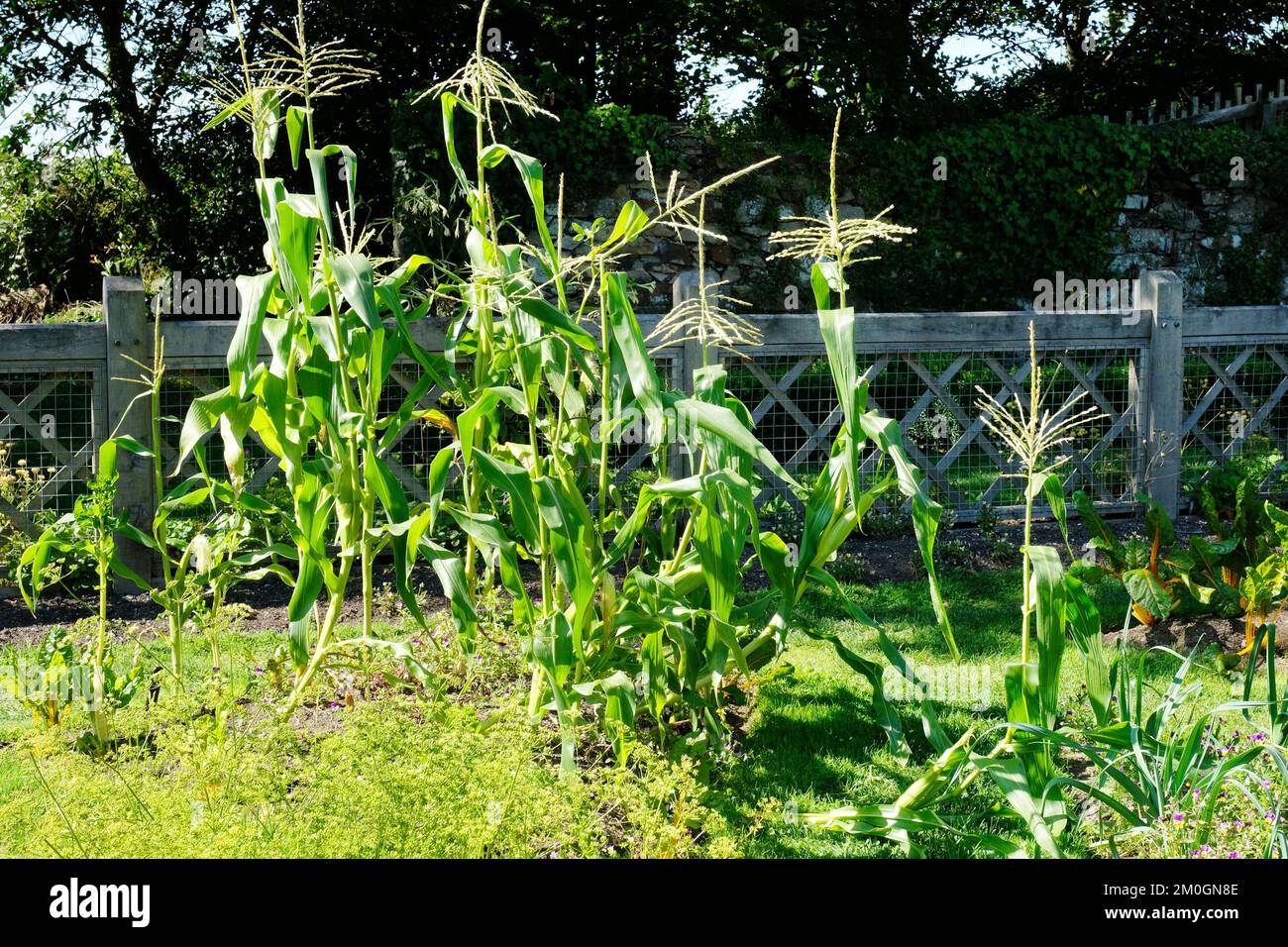 Sweet corn growing in a domestic vegetable garden - John Gollop Stock ...