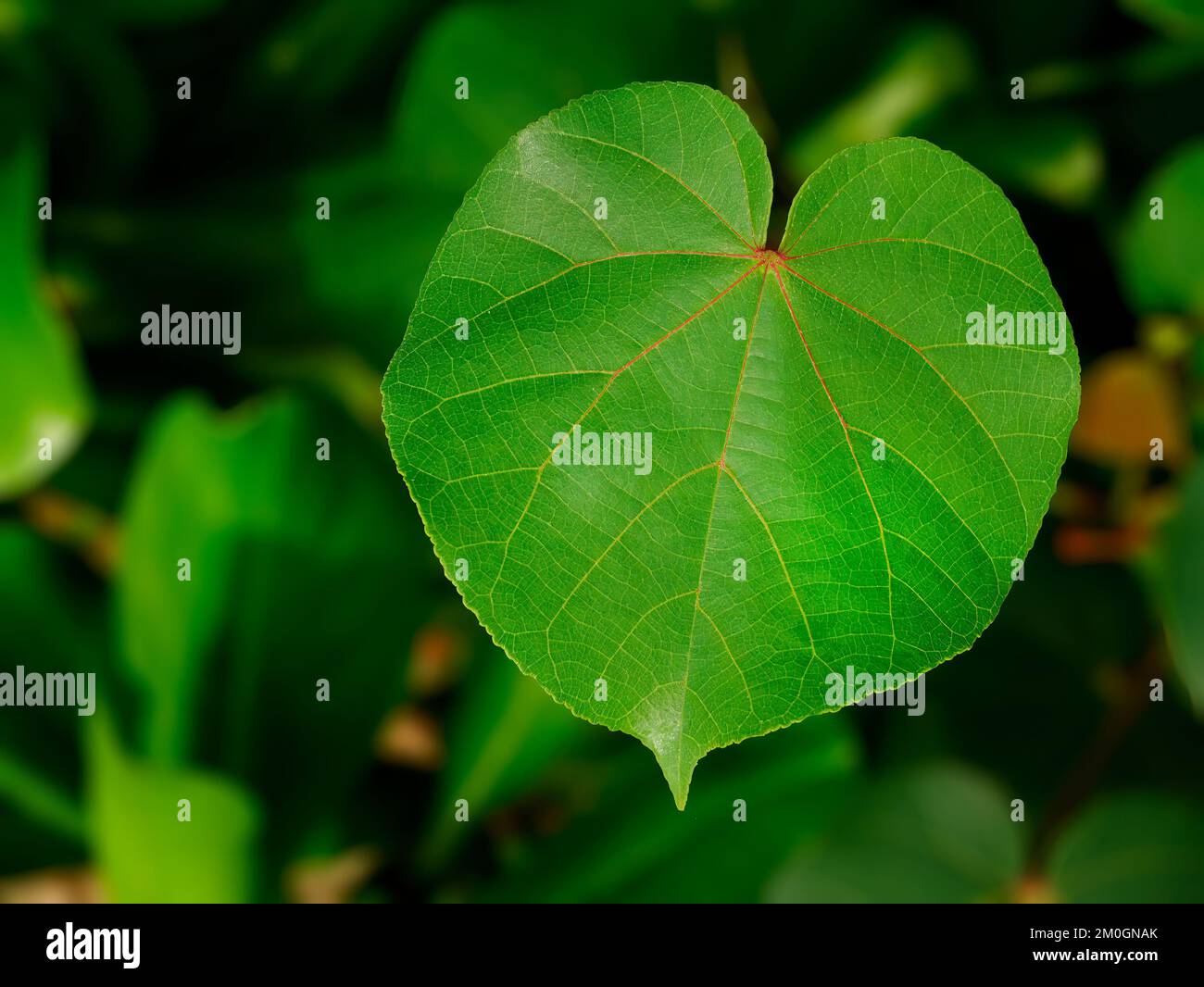 Close up Green Leaves Beauty Natural Round Shape and Form, Nature ...