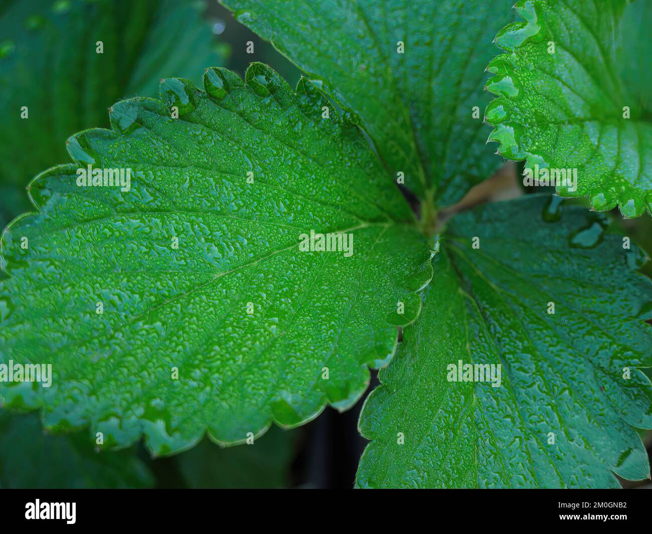 Close up Green Leaves Beauty Natural Shape and Form, Nature Background ...