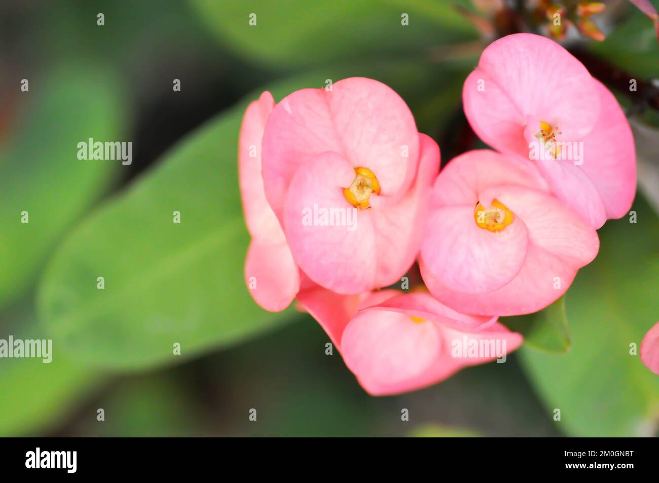 How to grow crown of thorns hi-res stock photography and images - Alamy
