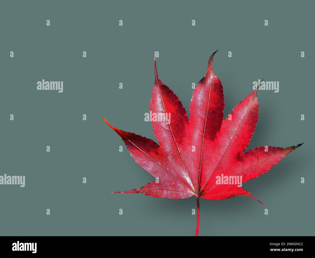 Isolated of A single vibrant Red Maple Leaf, Color of Autumn, Fallen ...