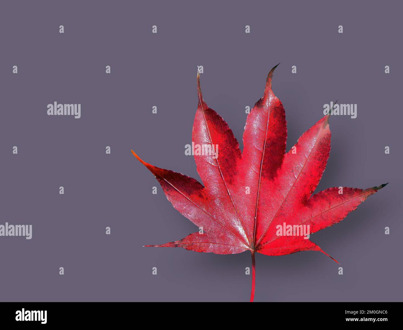 Isolated of A single vibrant Red Maple Leaf, Color of Autumn, Fallen ...