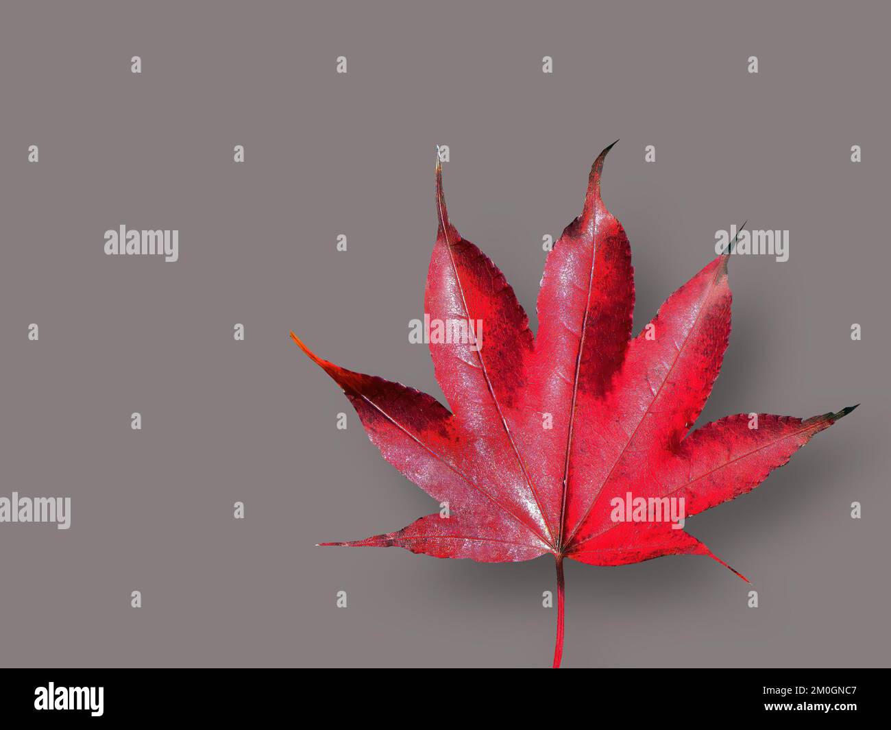Isolated of A single vibrant Red Maple Leaf, Color of Autumn, Fallen ...