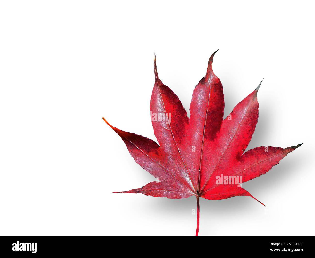 Red Maple Leaves Background