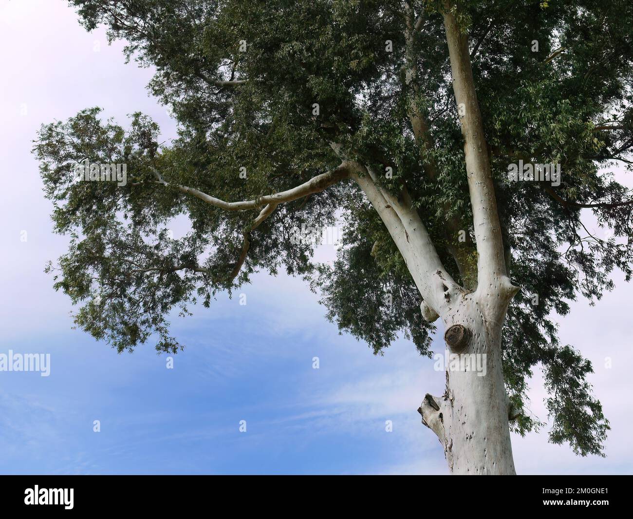 Low angle shot, Upwards view, Look up of Green Leaves and Tree Branches ...