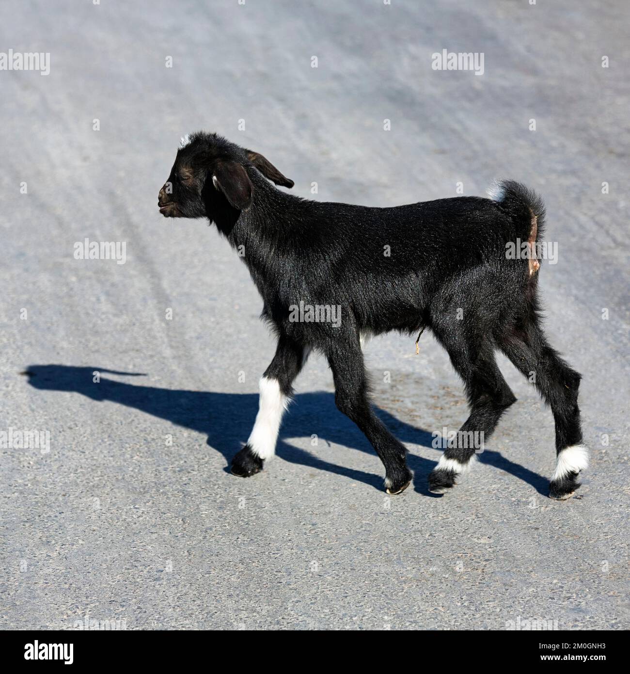 Newborn goatling with umbilical cord, running across the road, Morocco ...