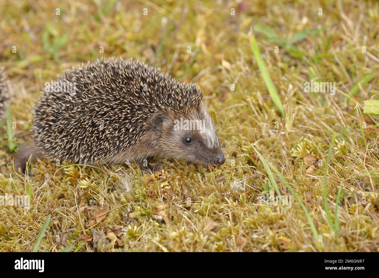 European hedgehog (erinaceus europaeus), juvenile, foraging on the lawn ...