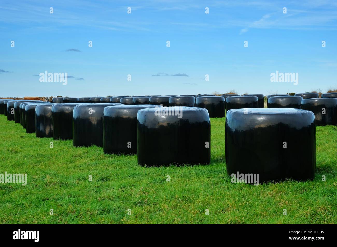 Silage bales wrapped in black plastic, Penwith, Cornwall, UK - John ...